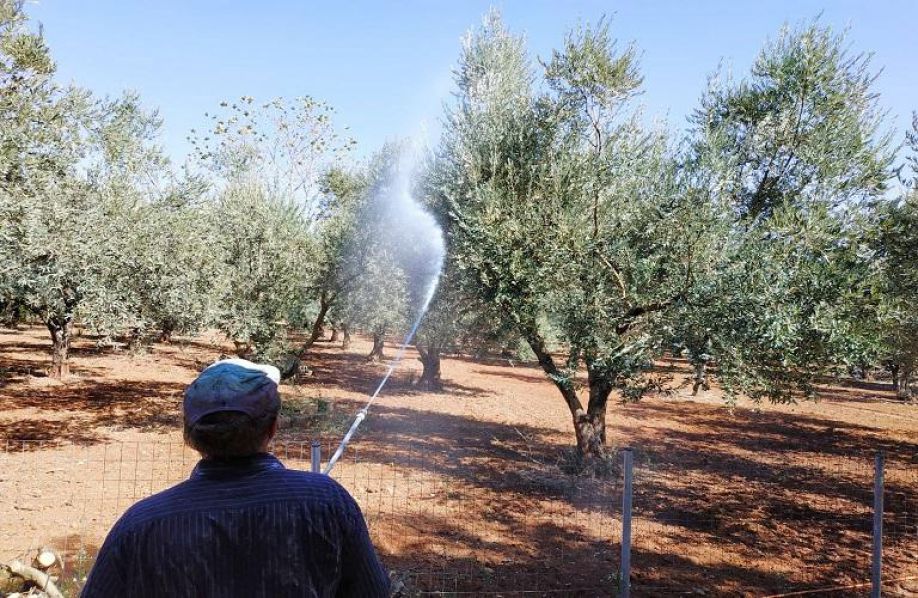 Ηλεία: Ξεκινά σήμερα ο δολωματικός ψεκασμός για δάκο στις ελιές - Ηλεία ...