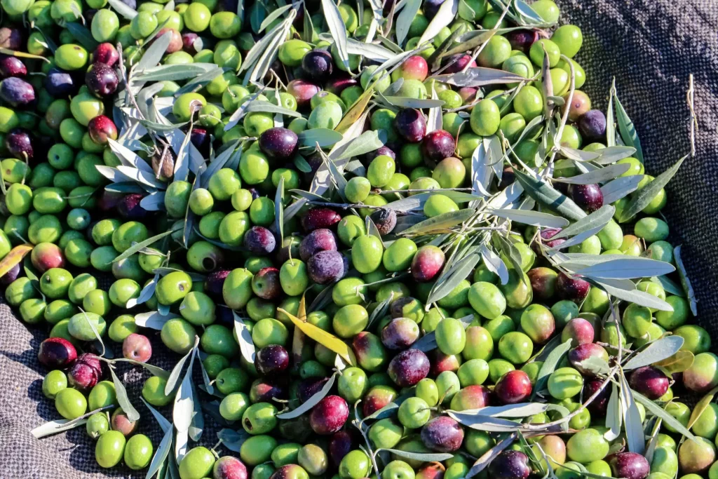 Το ελληνικό ελαιόλαδο μελετάται στα πανεπιστήμια Yale, Auburn και ...